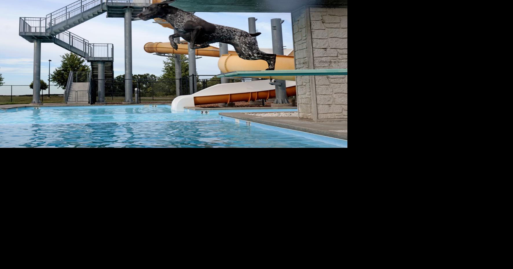 Take a look at dogs jumping off the diving board and swimming at the ...