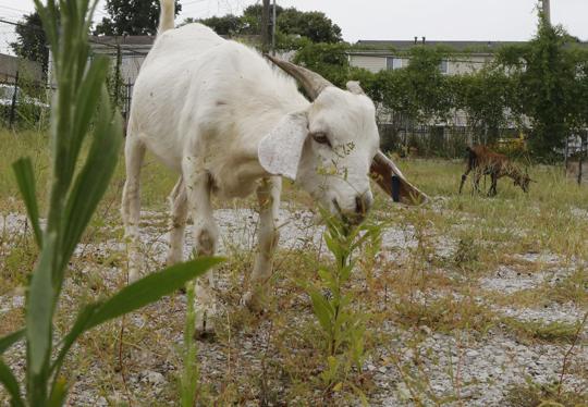 Goats horn in on some of St. Louis’ overgrown yards, make hay of weeds