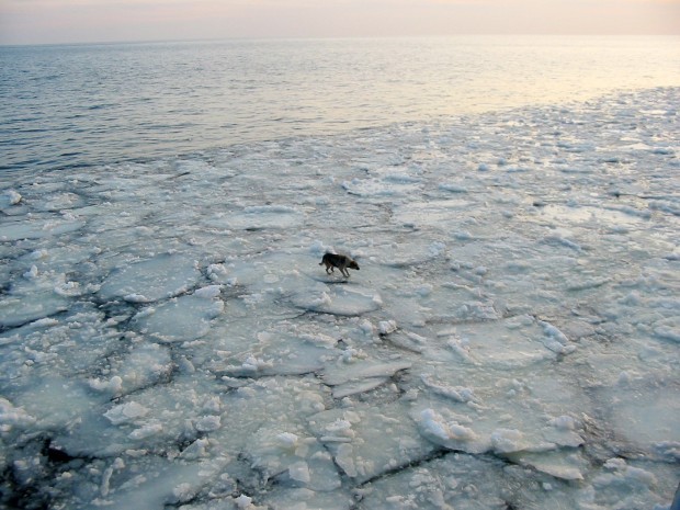 Baltic, the rescued dog, recovers his sea legs