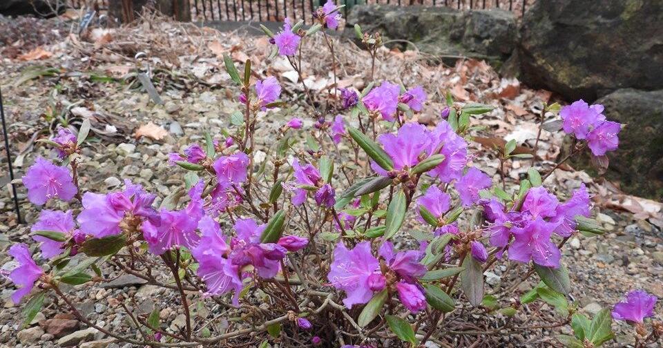 Prune azaleas after their spring bloom fades