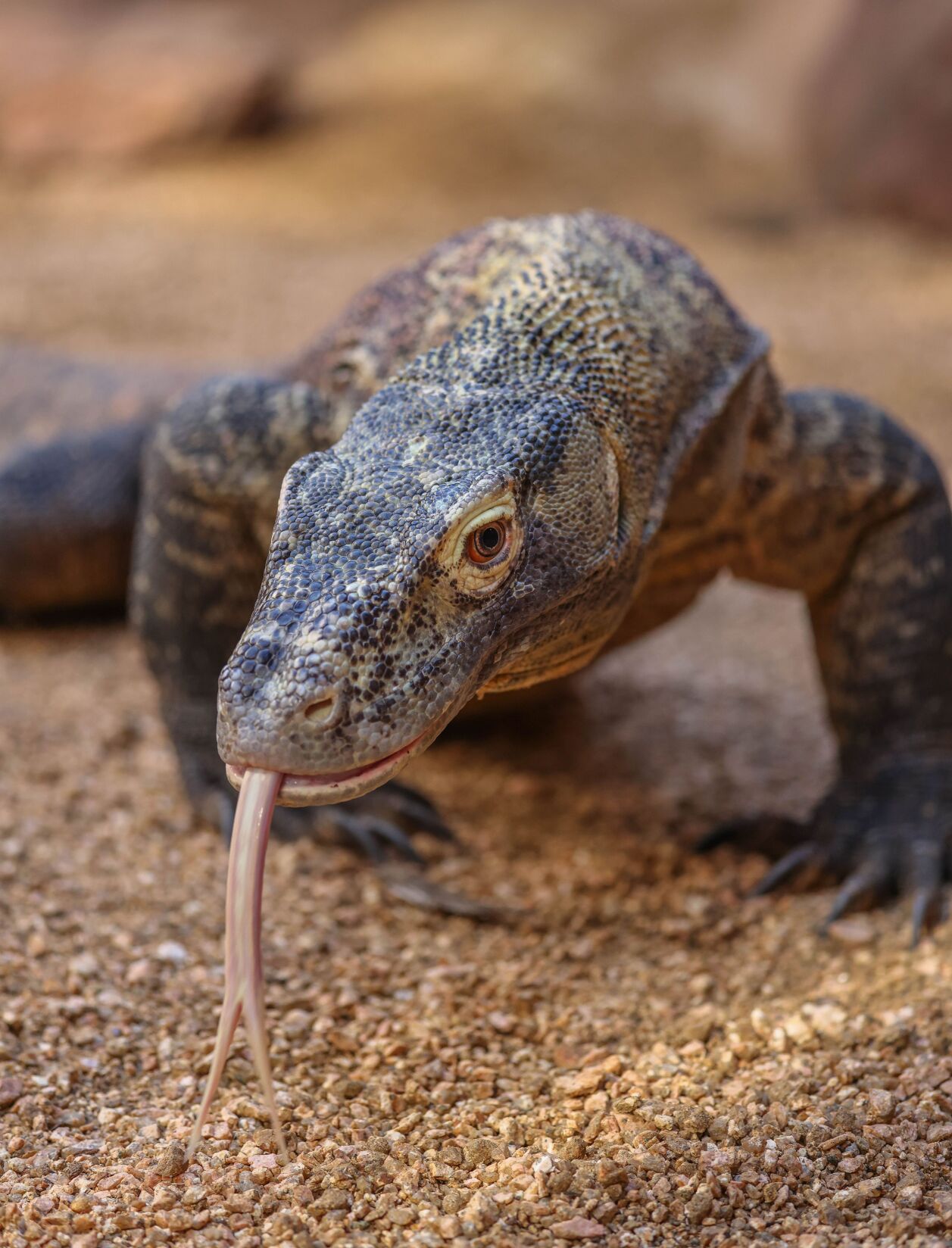 6-foot Komodo dragon is zoo's first in 12 years