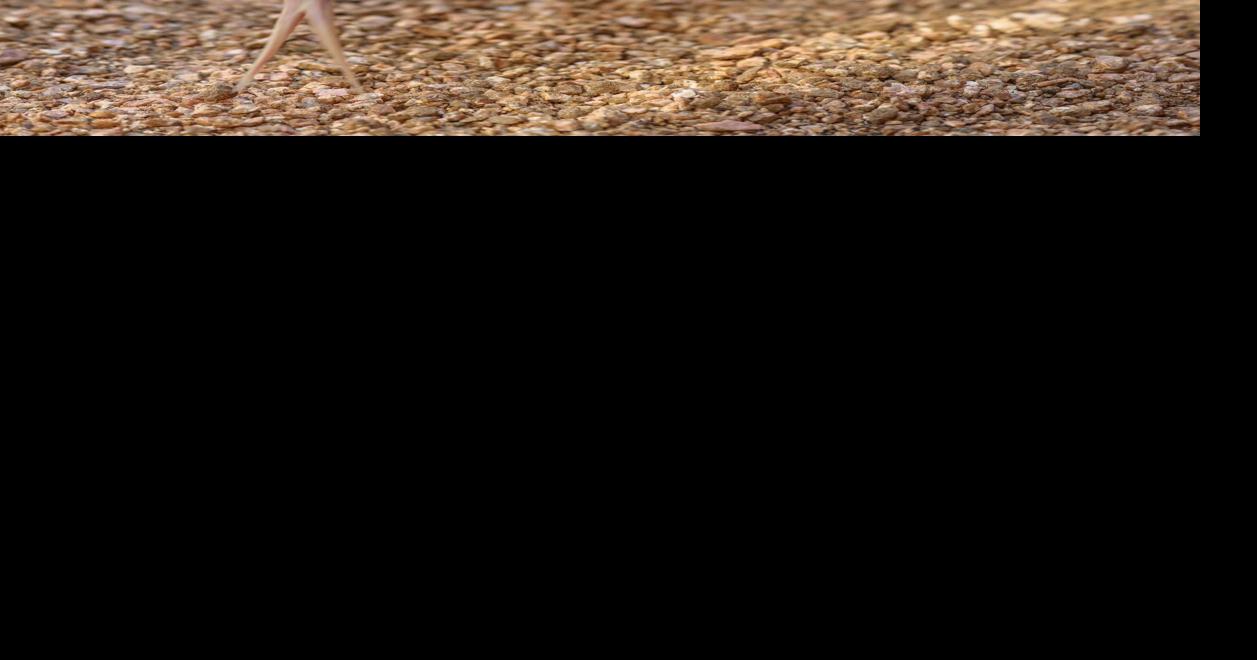 6-foot Komodo dragon is zoo's first in 12 years