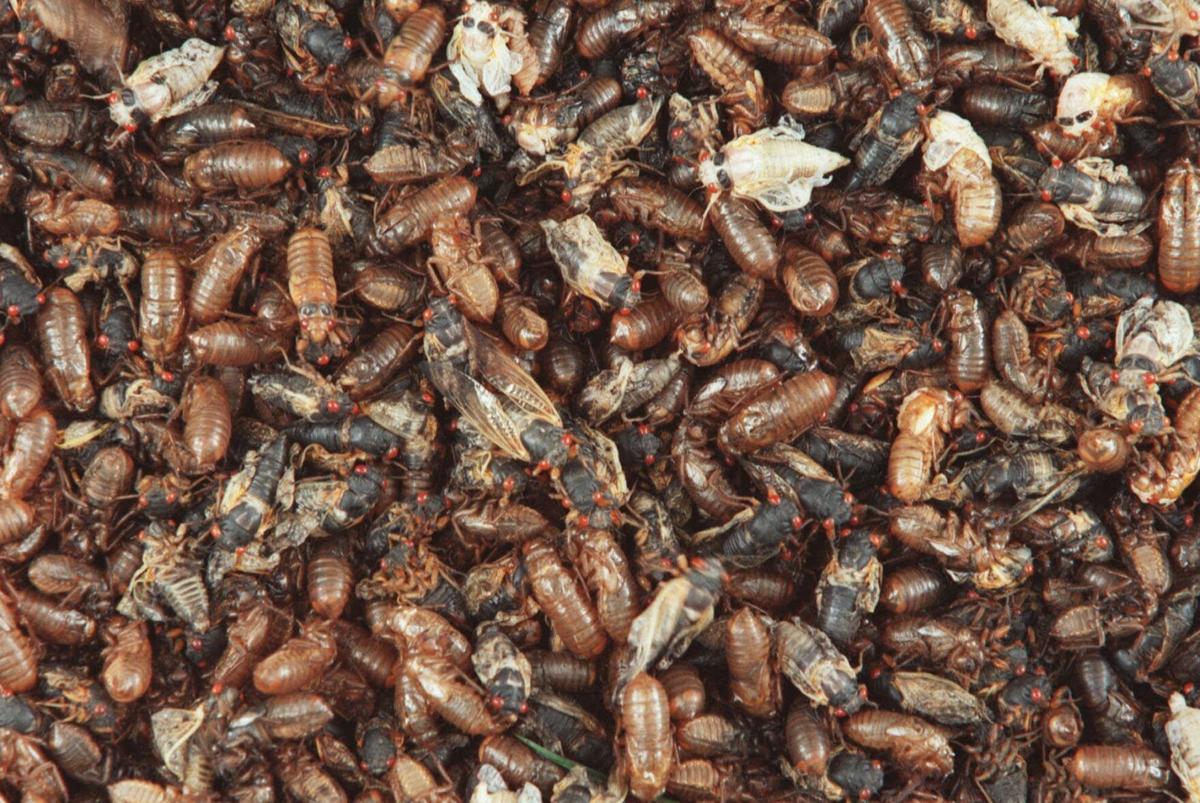 Neman: A story about cooking cicadas? Not from me