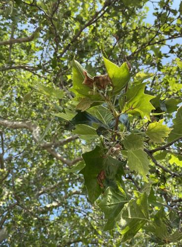 Fungal disease on sycamores is nothing to worry about