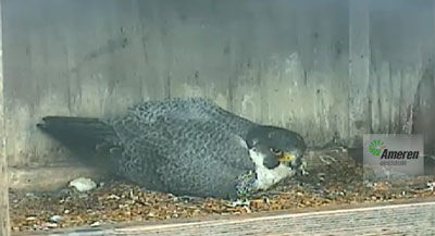 Five Peregrine falcon chicks hatch at Ameren Missouri's St. Charles center