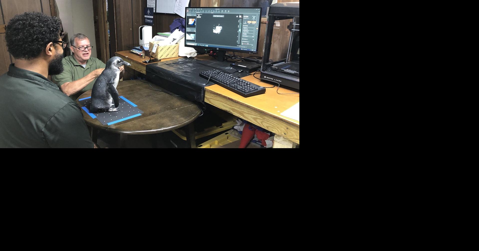 Disabled penguin gets leg up with 3D-printed shoes, and more of today's ...