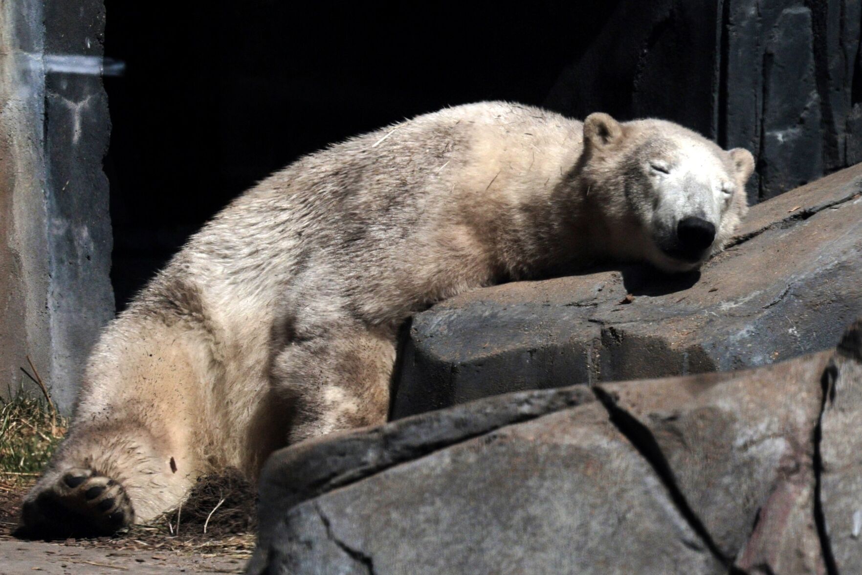 Twin polar bear cubs make their debut at St. Louis Zoo