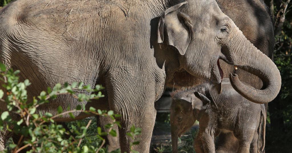 Zoo elephants getting fat, study says. Or is that curvy?