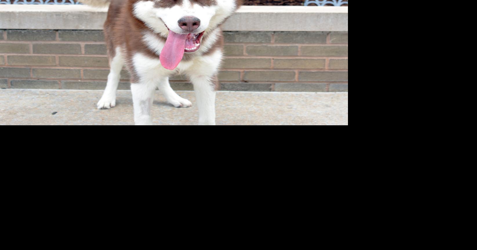 Adopt these pets: A husky puppy, a rabbit and a cattle dog