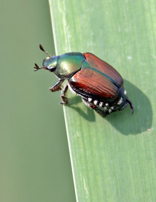 Japanese beetle facts