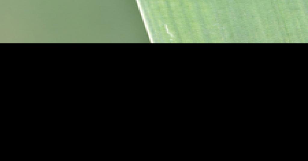 Japanese beetle facts