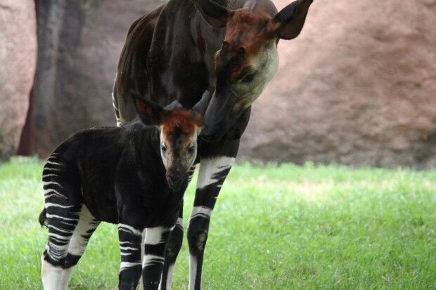 Rare baby okapi calf to debut at St. Louis Zoo