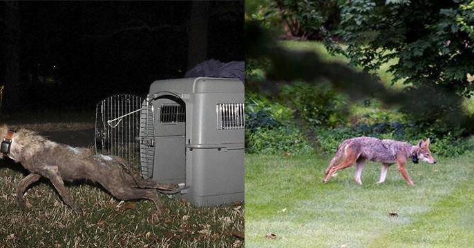 Coyotes studied by Forest Park Living Lab researchers