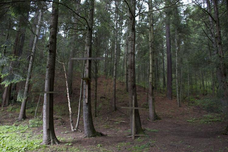Swarms of fireflies in Illinois give enthusiasts hope that insect can ...