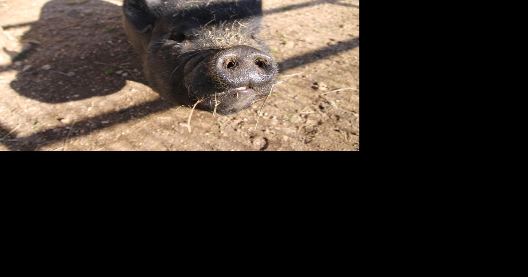 Meet our pets of the week: A pig, a boxer mix and a rabbit