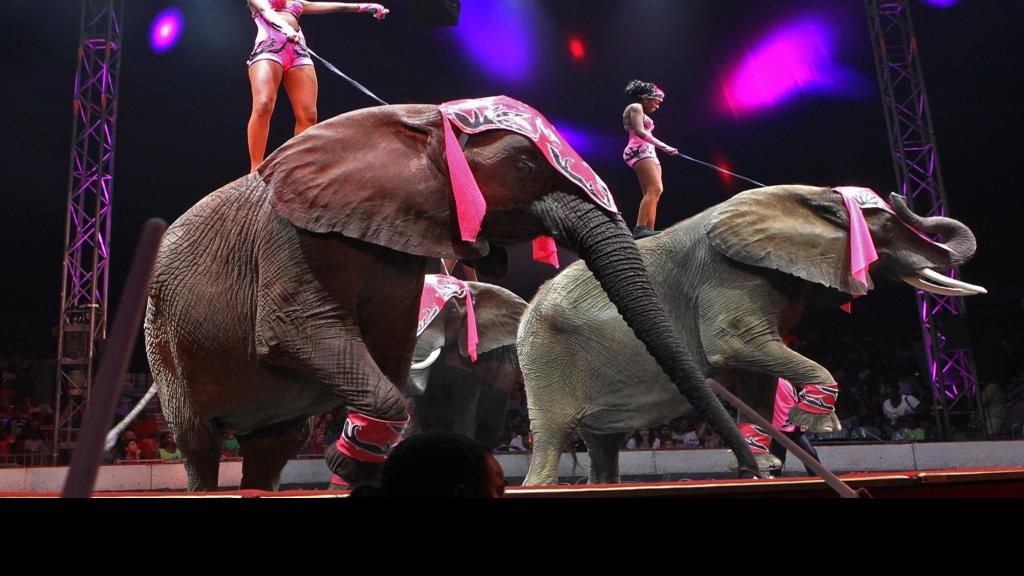 Group to protest UniverSoul Circus for treatment of animals | Metro ...