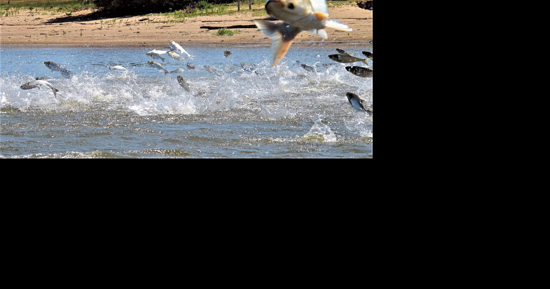 Worries over racism, waterways inspire push to rename fish