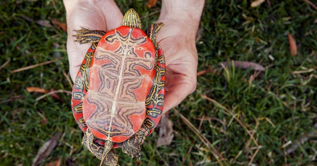 Turtle genome offers clues to longevity, surviving without oxygen