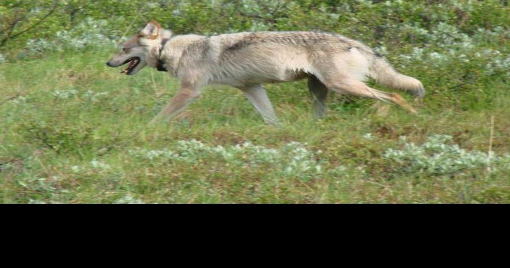 Wolf that escaped cage is recaptured in Franklin County