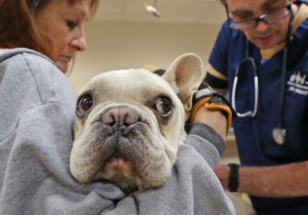 Breeder gives up 135 puppies, adult dogs to Humane Society of Missouri