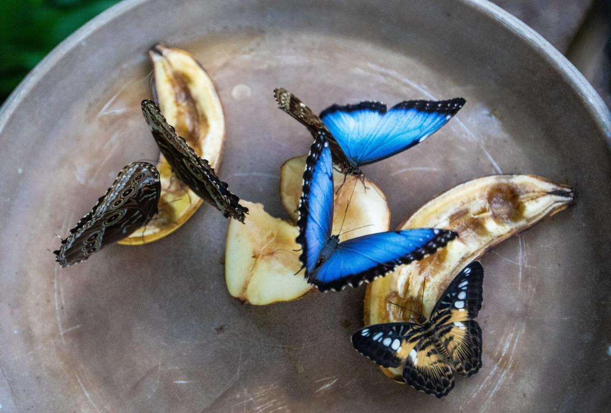 Photos: Blue Morphos mesmerize at Butterfly House