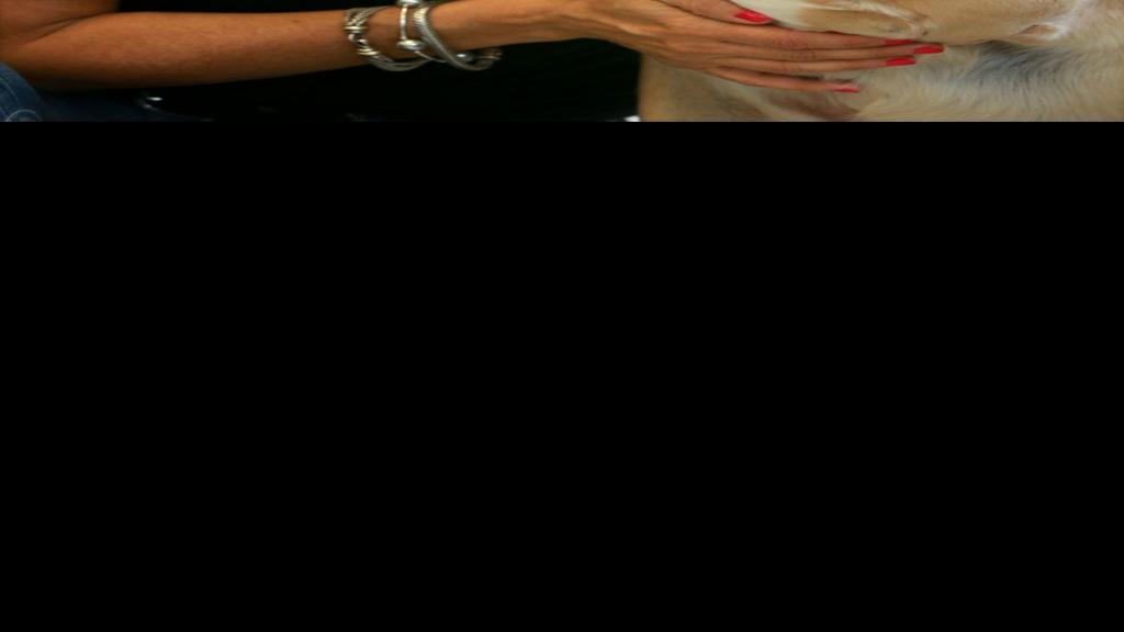 'Miracle Dog' movie needs extras Wednesday | Local | stltoday.com