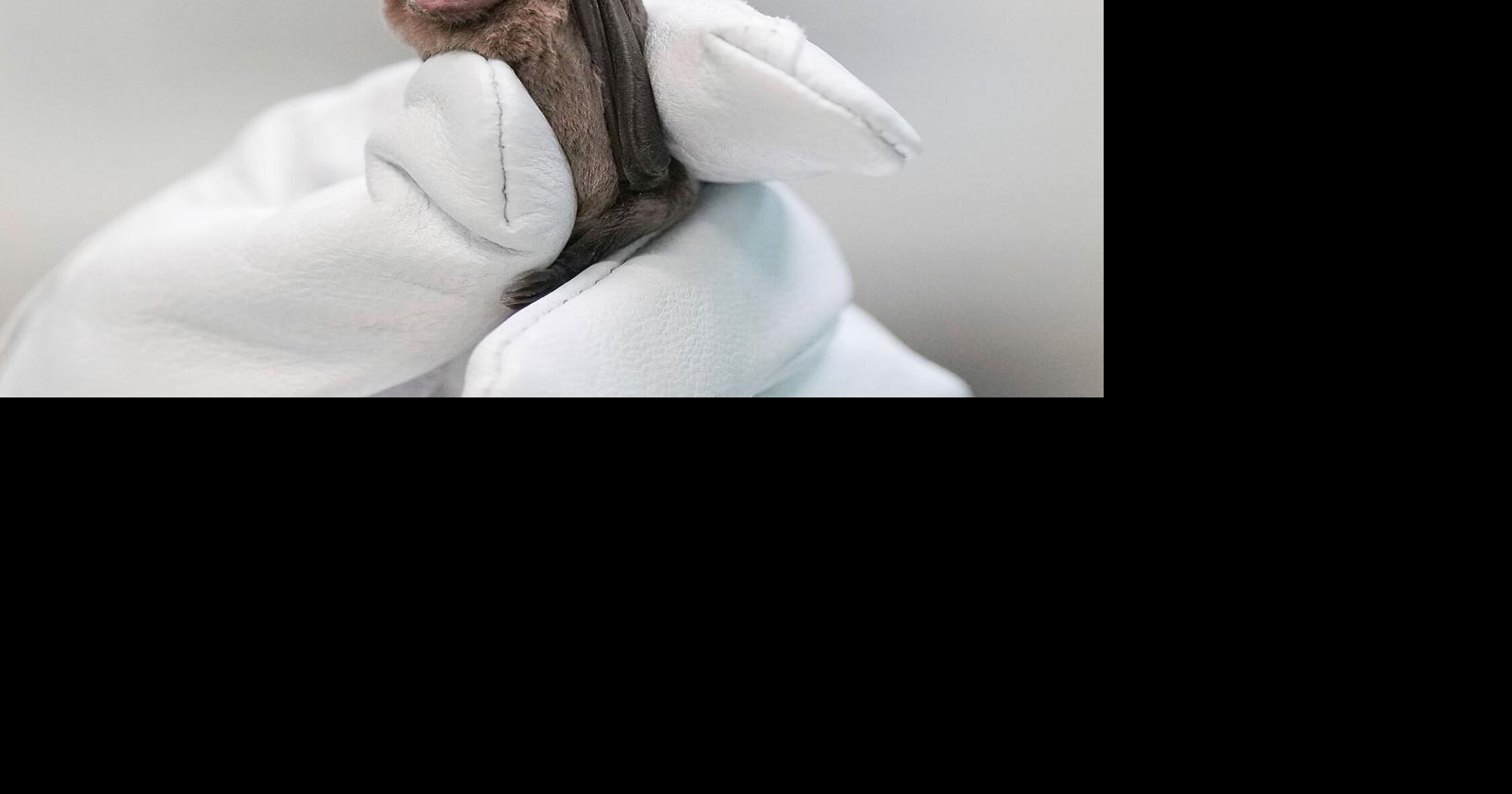 Bats plunge to ground in cold in Texas, saved by incubators, fluids