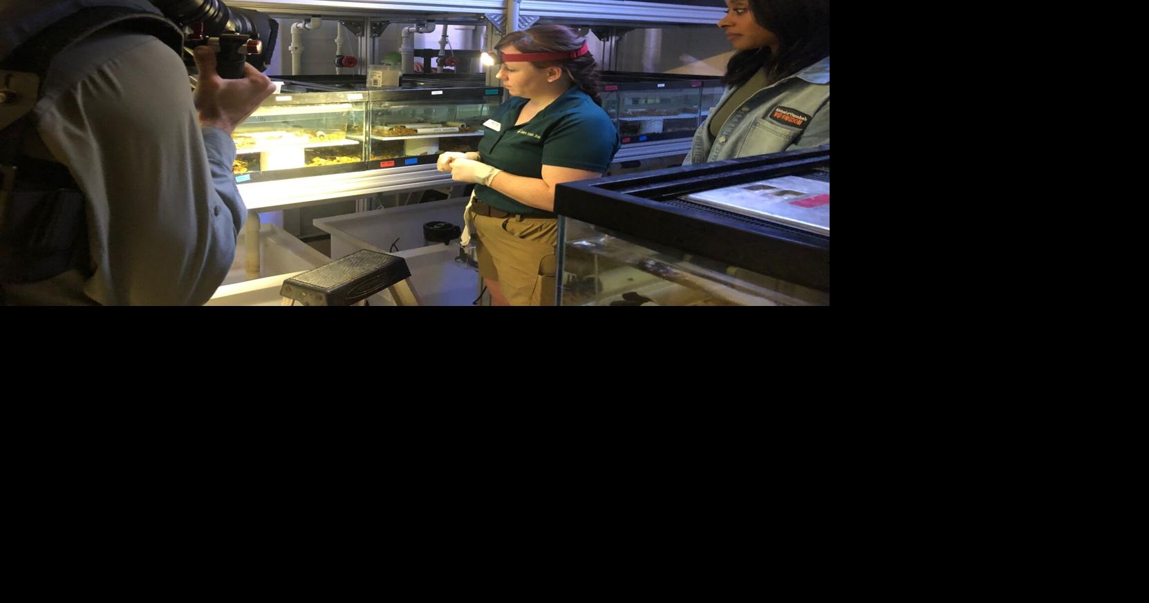 'Wild Kingdom' returns to St. Louis Zoo to film episode on Ozark ...