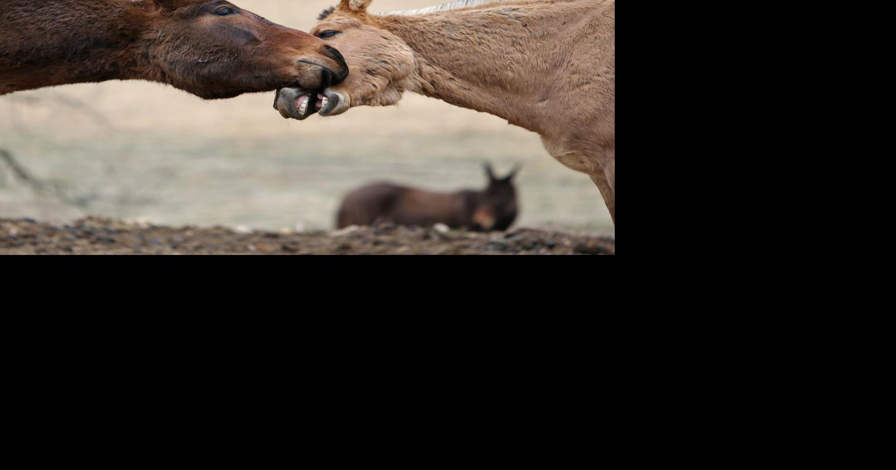 The Basham family loves their mules