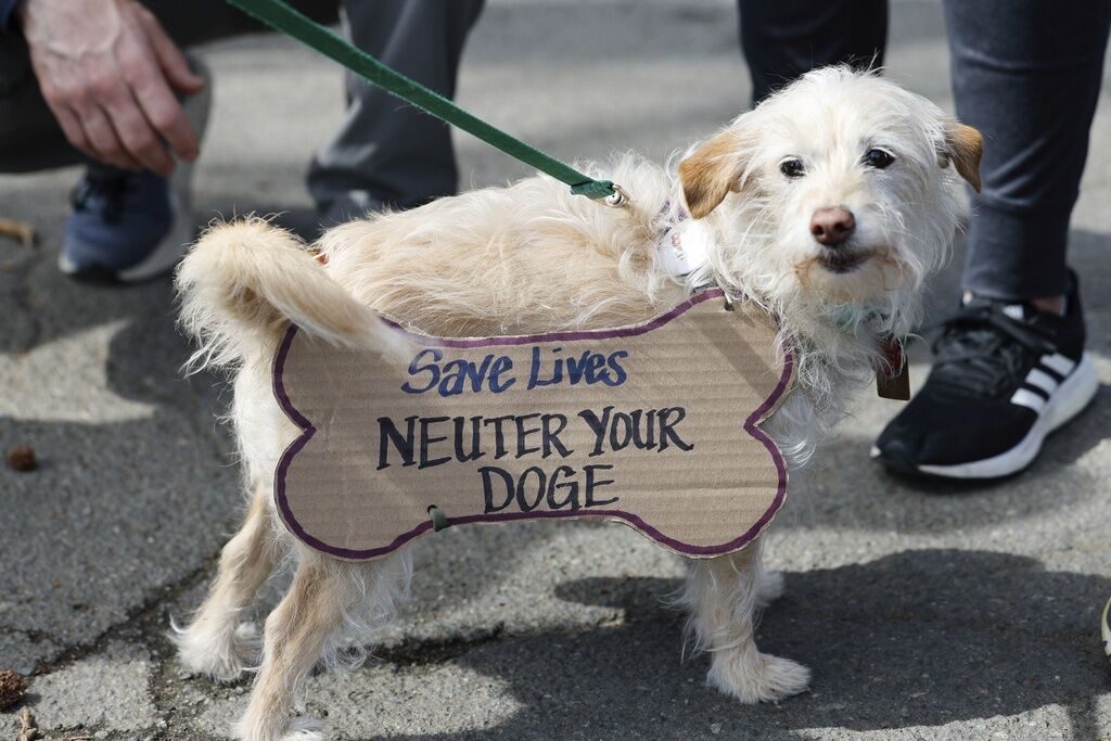 Protesters tee off against Trump and Musk in ‘Hands Off!’ rallies ...