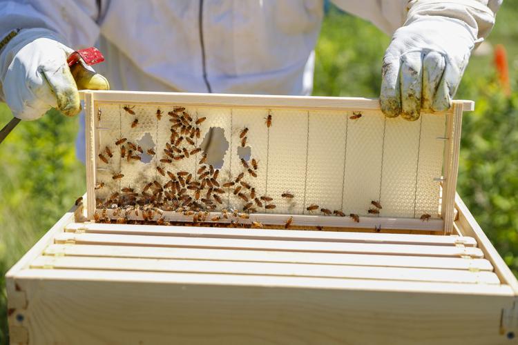 City attorney still reviewing details of plan to allow bees | Local ...