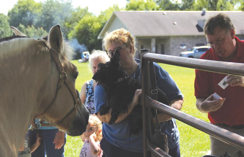 Ancient Norwegian horse breed visits Virgin Lake Park | Community ...