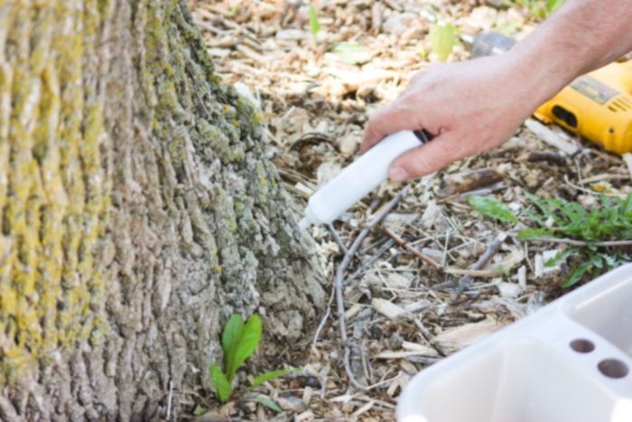 Crews get lesson on treating ash trees | Local News | stoughtonnews.com