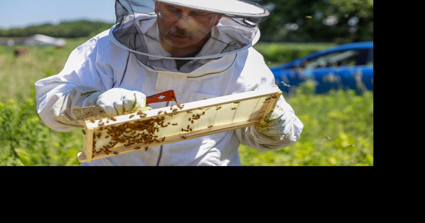 City attorney still reviewing details of plan to allow bees | Local ...