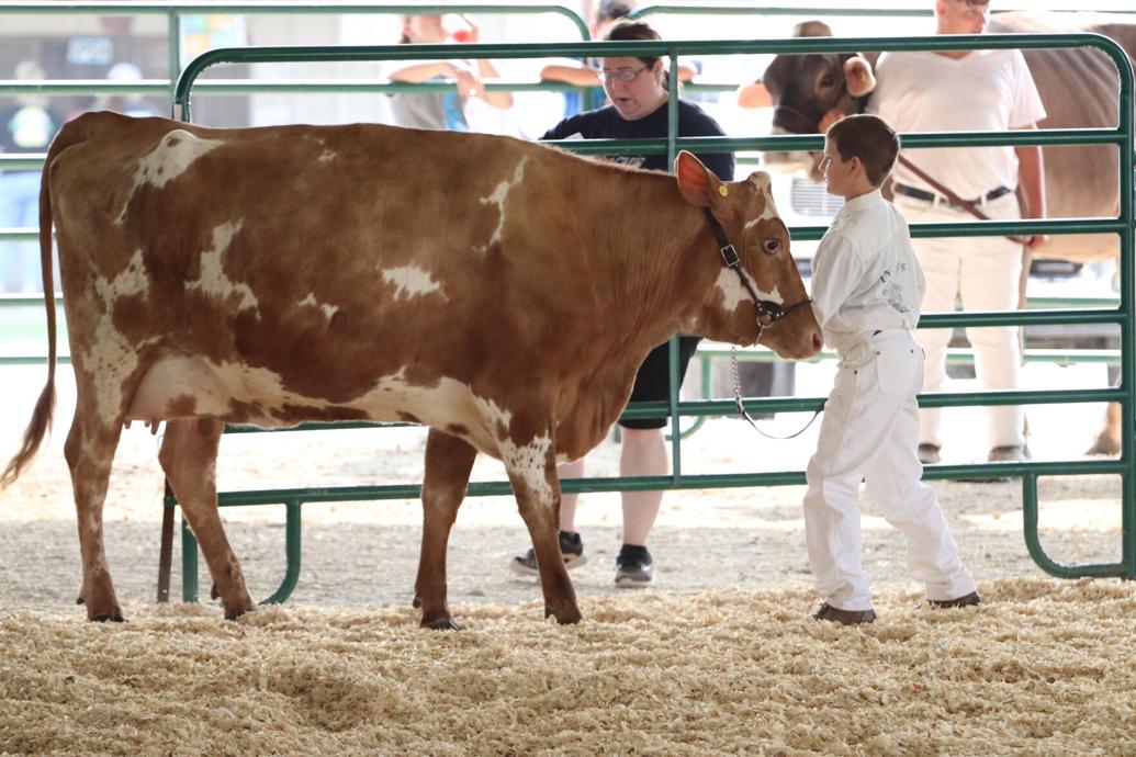 Sullivan County Fair Dairy Cattle Show | News | sullivan-times.com