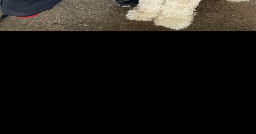 4-h Fair Dog Show-2 | News | sullivan-times.com