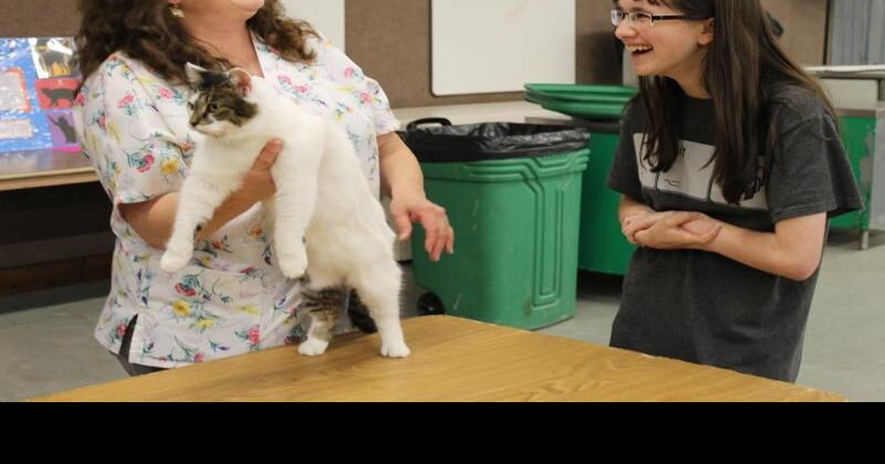 2015 4-H Cat Show | News | sullivan-times.com