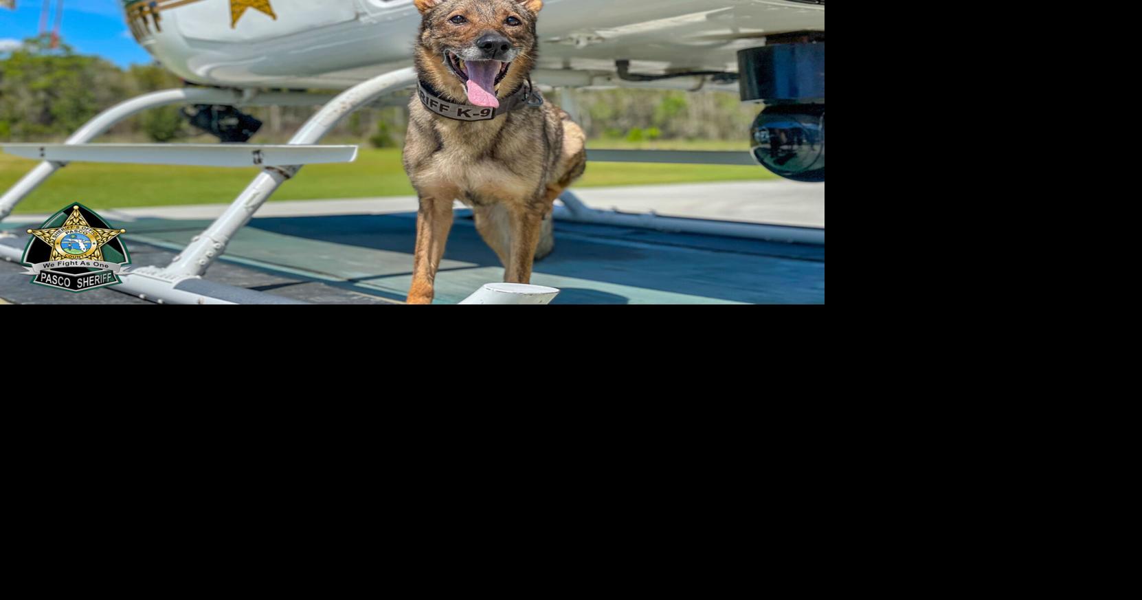 PSO K9 Strong dies at age 6 | News | suncoastnews.com