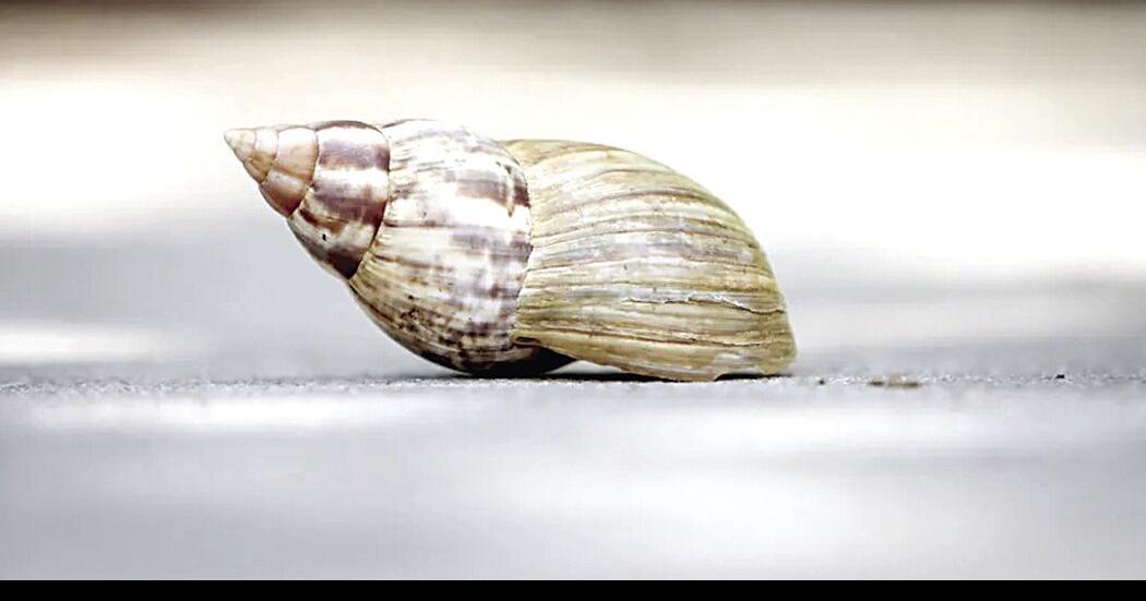 More Than 1 000 Giant African Land Snails Captured In Pasco Invasion