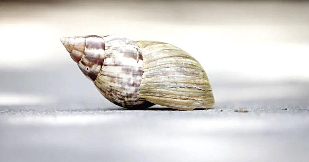 More Than 1 000 Giant African Land Snails Captured In Pasco Invasion