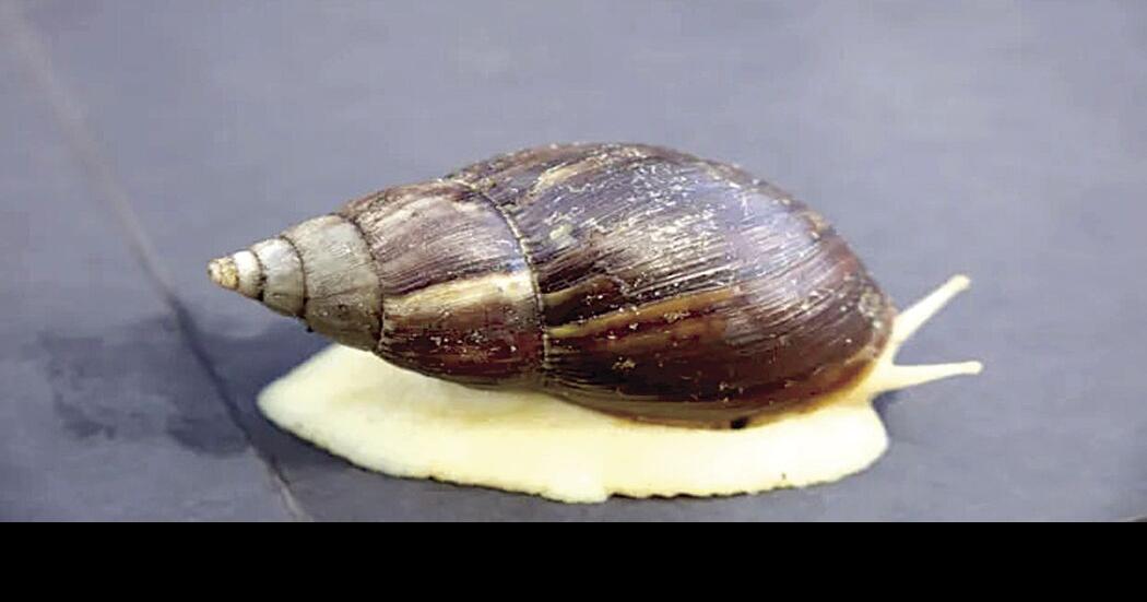 Snail Outbreak: Answering questions about rat lungworm | News ...