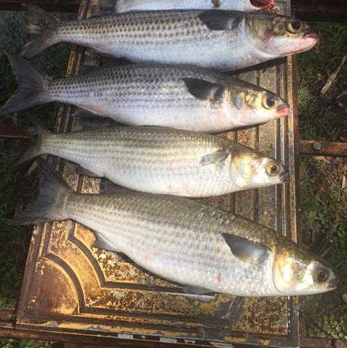 mullet fish florida
