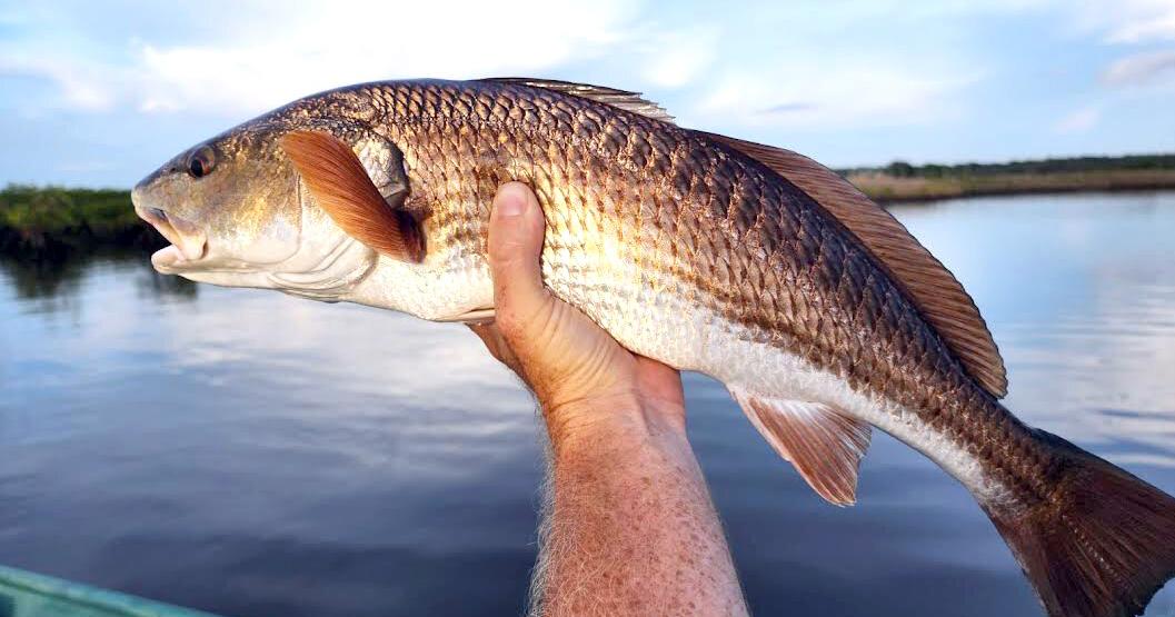 The Nature Coast Fishin’ Report: Cooler waters mean redfish bite is hot | Sports | suncoastnews.com
