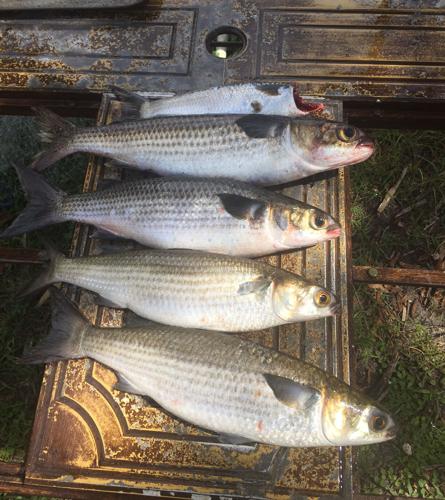 The Nature Coast Fishin’ Report: The oft-overlooked mullet is a fish to ...