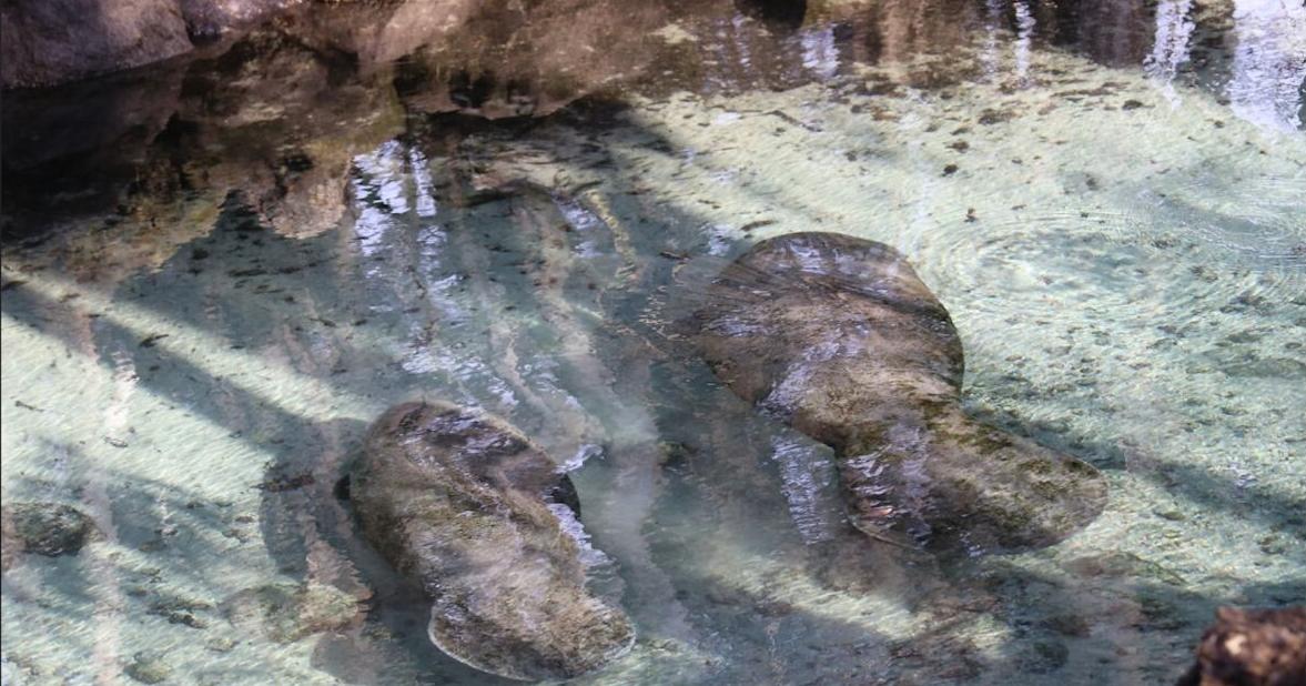 Watch out for manatees while boating | News | suncoastnews.com