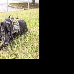 PCSO therapy dogs, and their handlers, ease trauma, inspire trust ...
