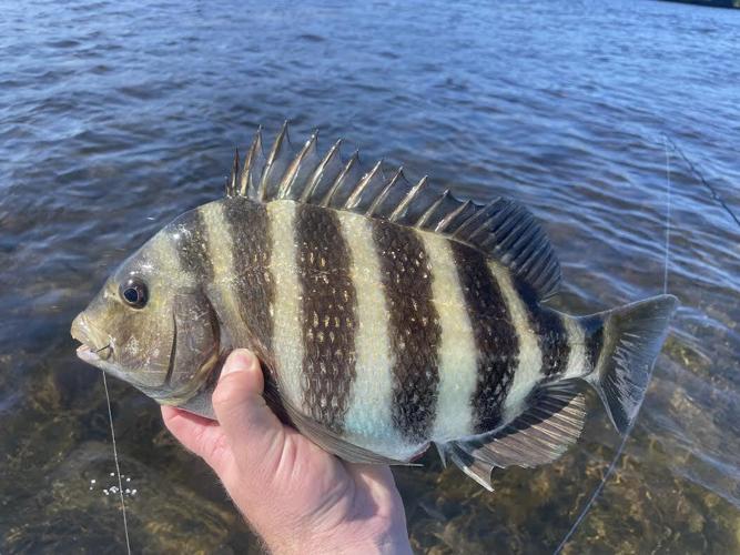 The Nature Coast Fishin’ Report: Anglers having luck with sheepshead ...