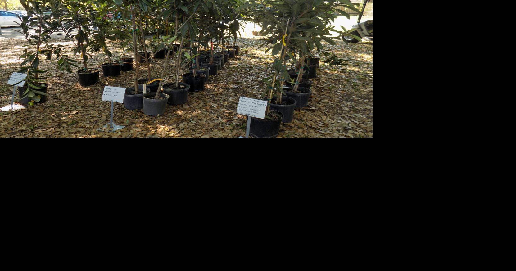 Festival celebrates loquat fruit and trees | Community Calendars ...