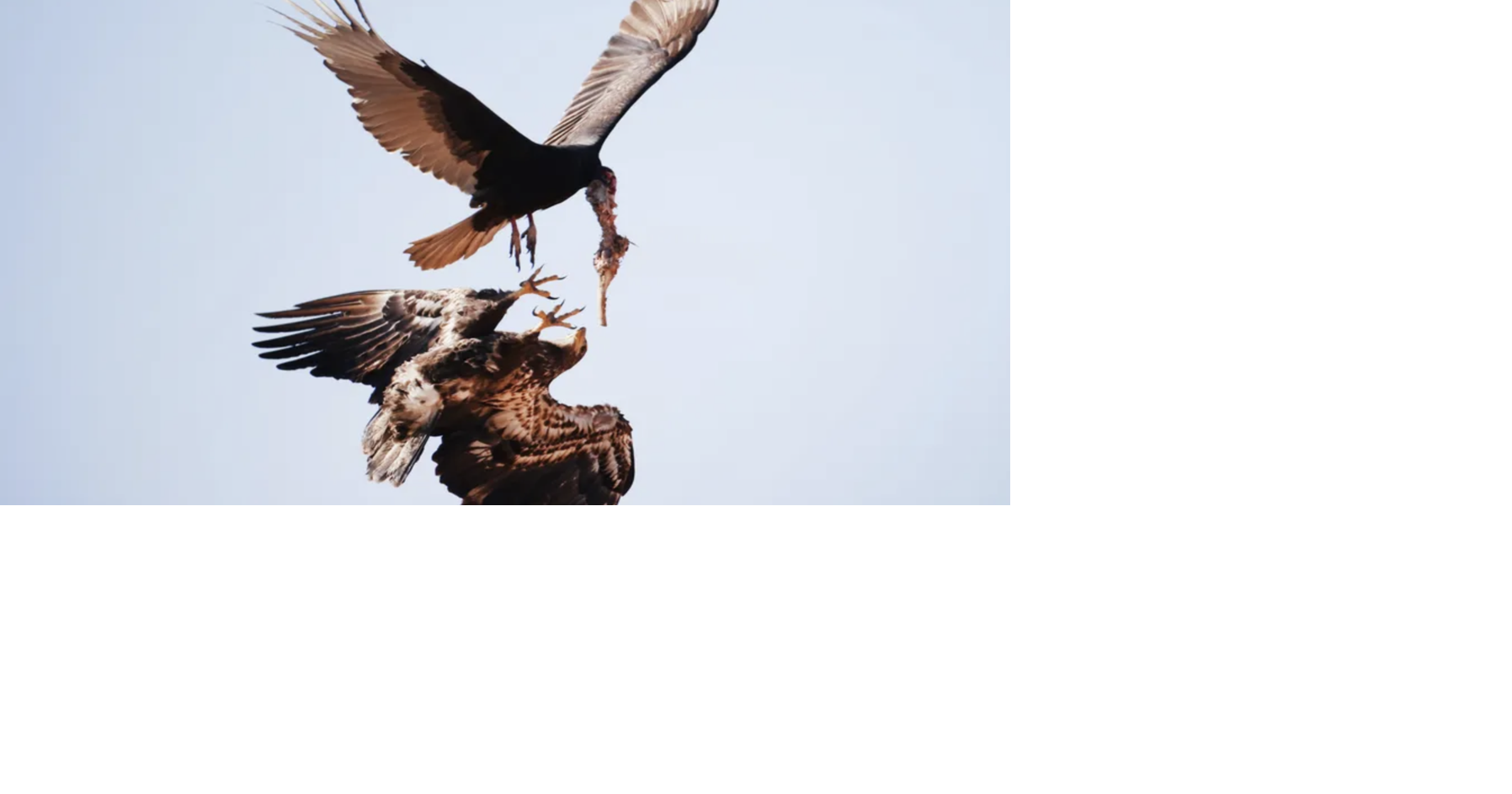 Bird flu has killed thousands of Florida’s wild birds this year. Is it ...