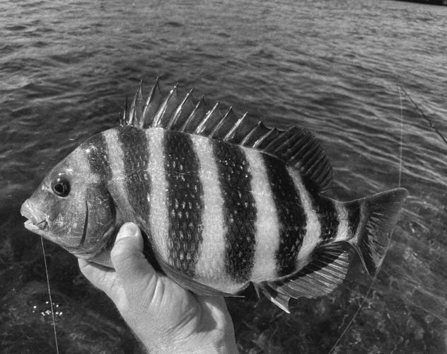 The Pasco & North Pinellas Fishin’ Report: Anclote River a good spot ...